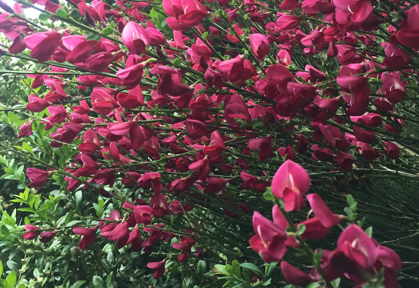 Ginster – weiss & schwarz