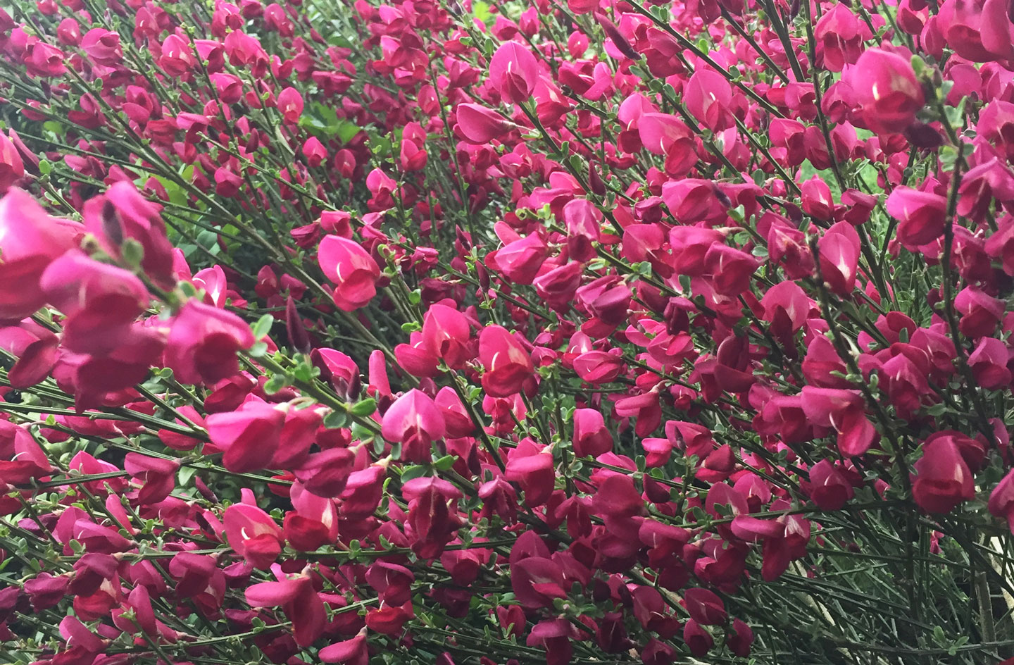 Ginster – weiss & schwarz