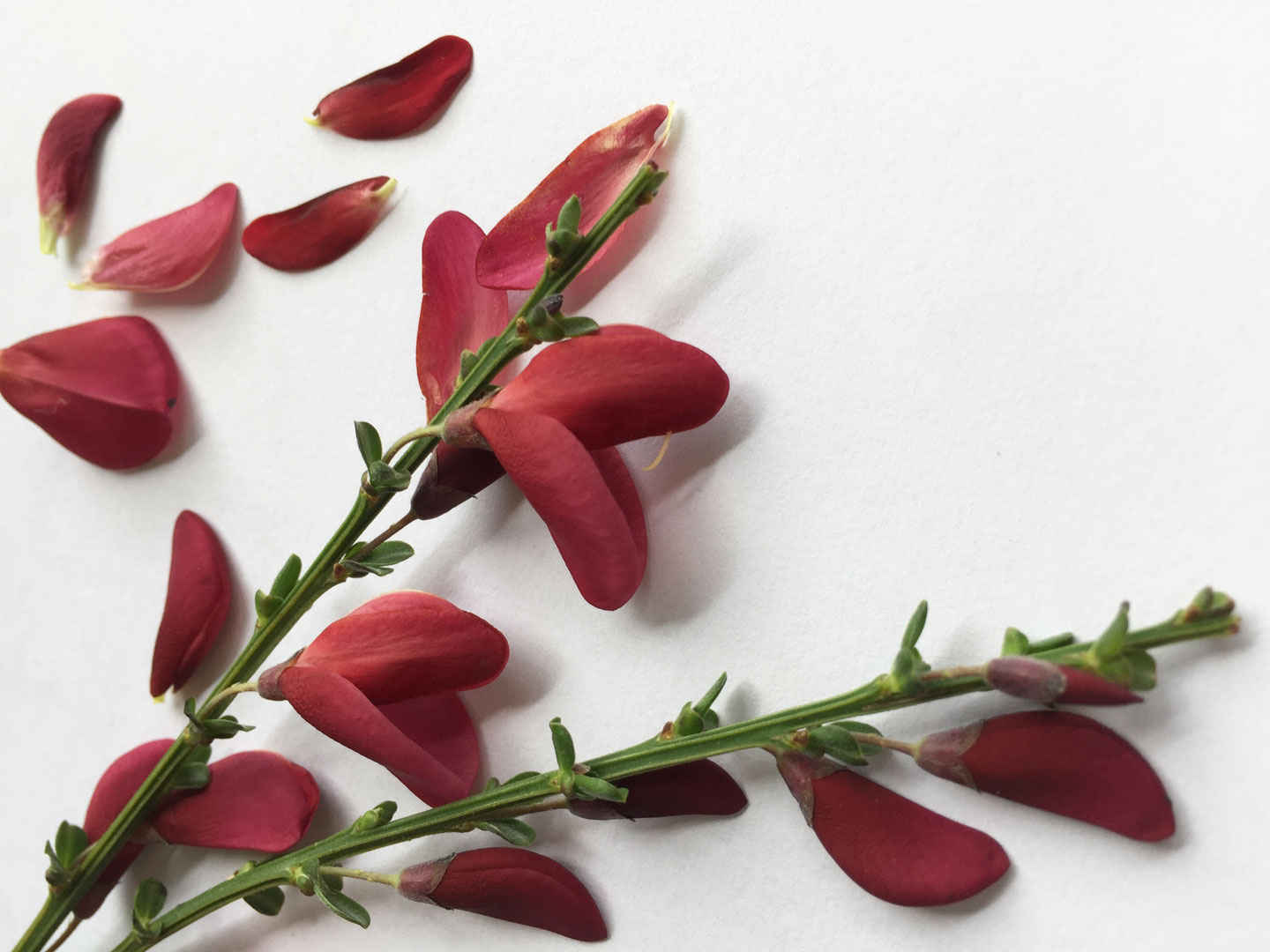 Ginster – weiss & schwarz