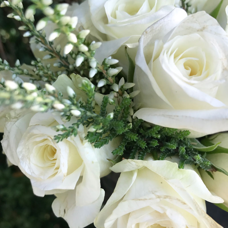 Rosen in weiß mit Erika! – weiss & schwarz