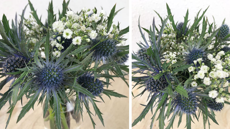 Blaue Distel – weiss & schwarz