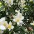 Jasmin – weiss & schwarz