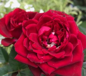 Sag`s durch die Blume! – weiss & schwarz