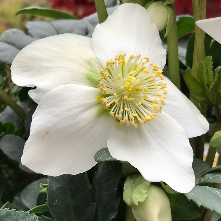 Christrosen, Blütenpracht im Winter – weiss & schwarz