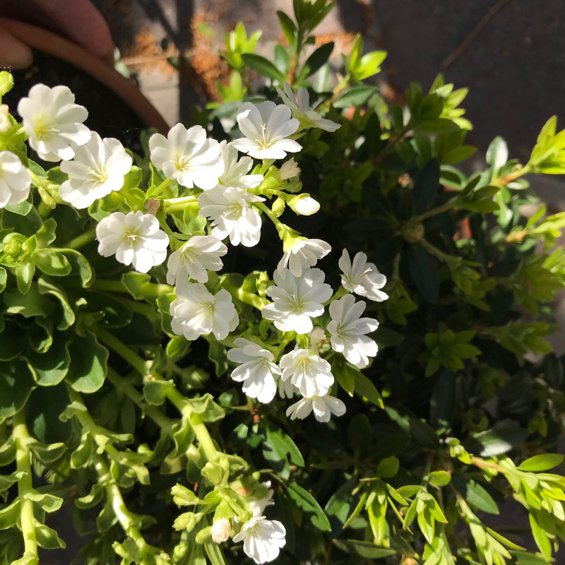 Lewisa – die pflegeleichte Schönheit – weiss & schwarz