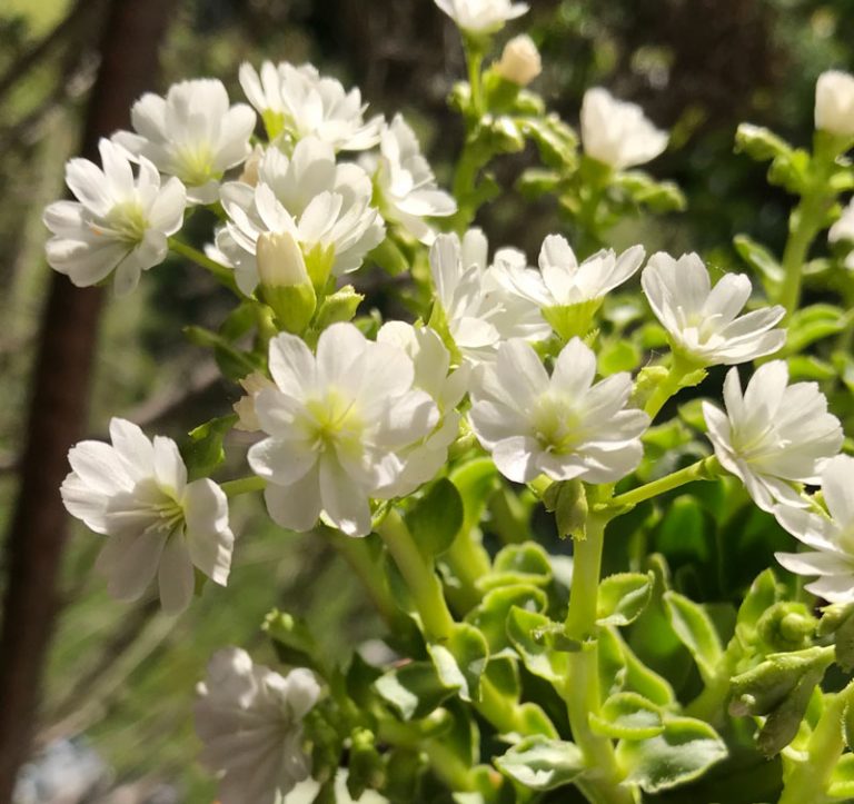 Lewisa – die pflegeleichte Schönheit – weiss & schwarz