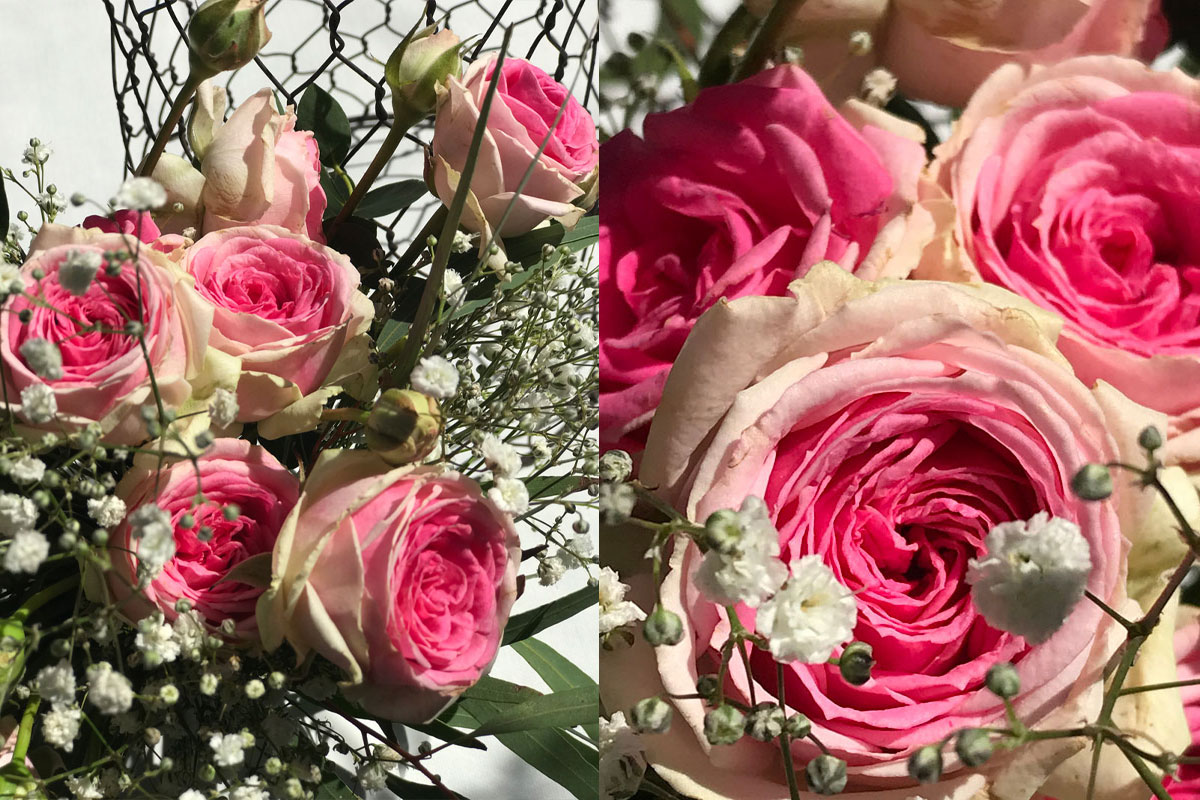 Rosen „Mimi Eden“ – weiss & schwarz