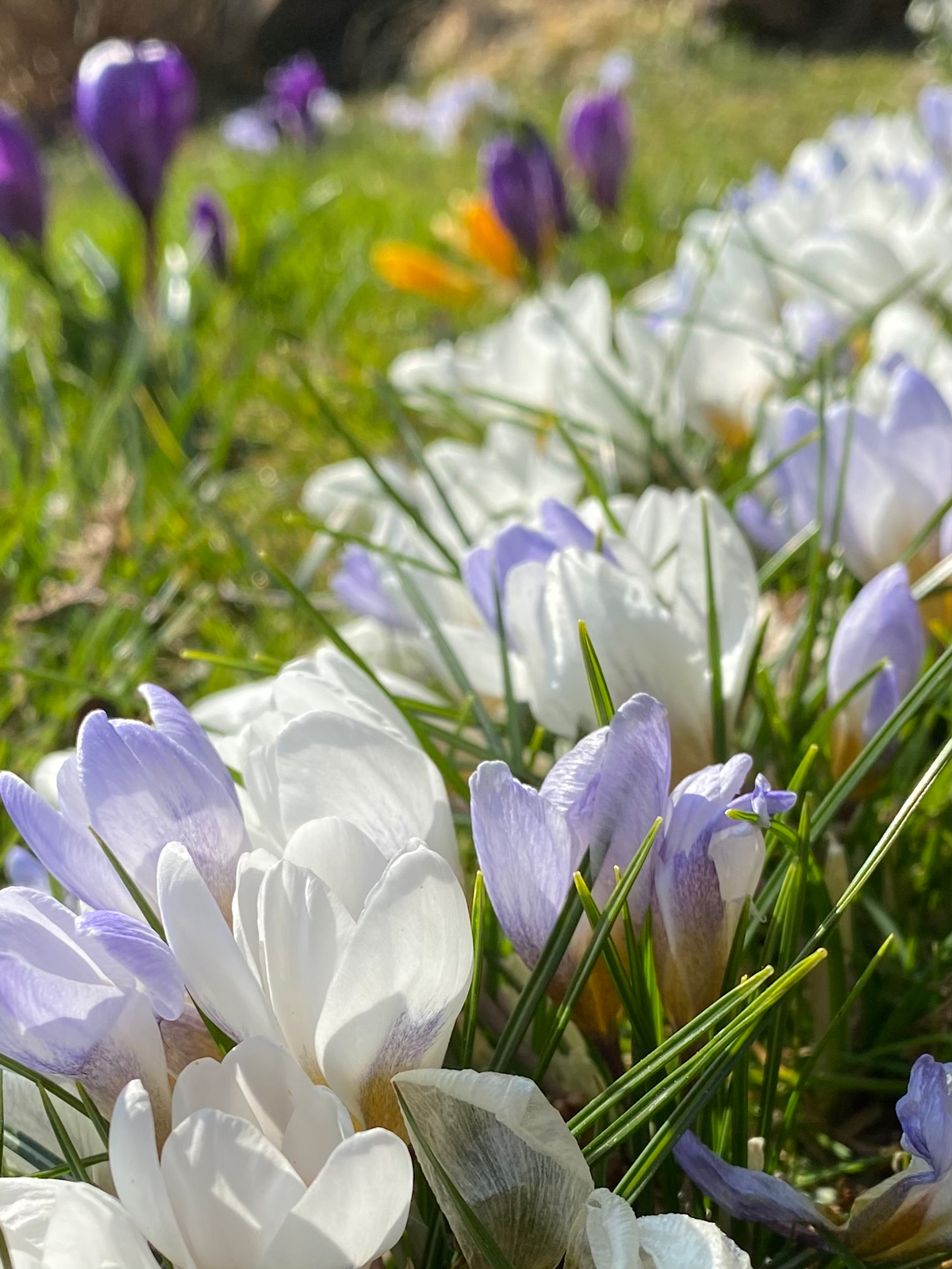 5.-März-Krokus-13 – weiss & schwarz