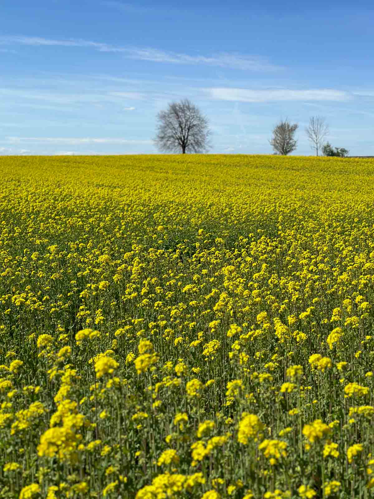 Jetzt blüht der Raps – weiss & schwarz