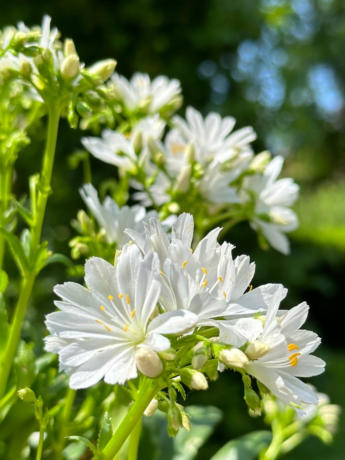 Lewisa – eine pflegeleichte Schönheit – weiss & schwarz